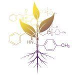 Rain Soul – Seed-Based Supplement for Health & Energy